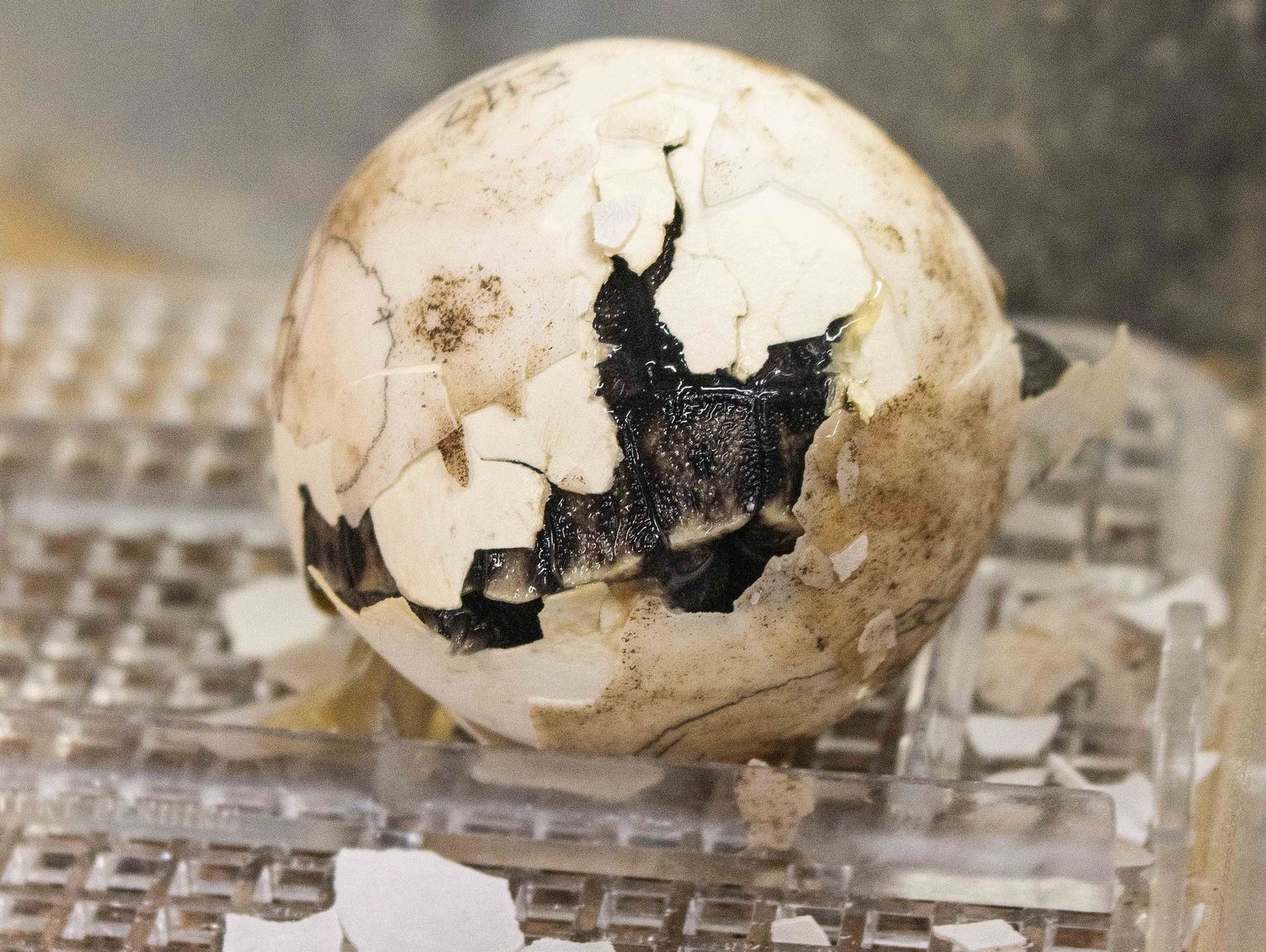 100-letnie żółwie z zoo w Filadelfii zostały po raz pierwszy rodzicami